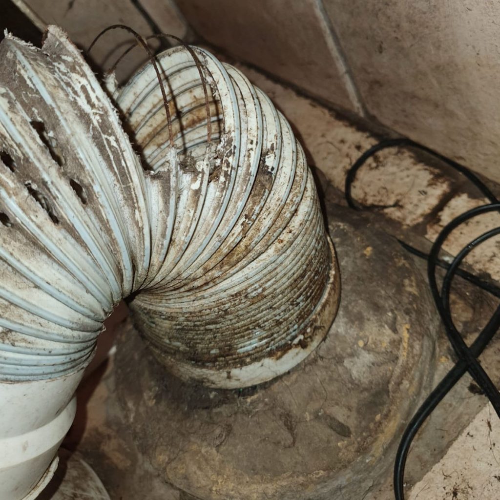 Pest Infestation And What to Look Out For With Photo Examples.